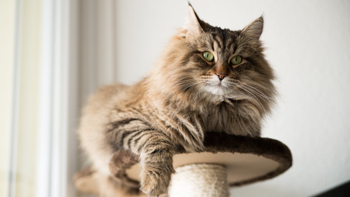 These 16 cat breeds require a lot of maintenance and special care