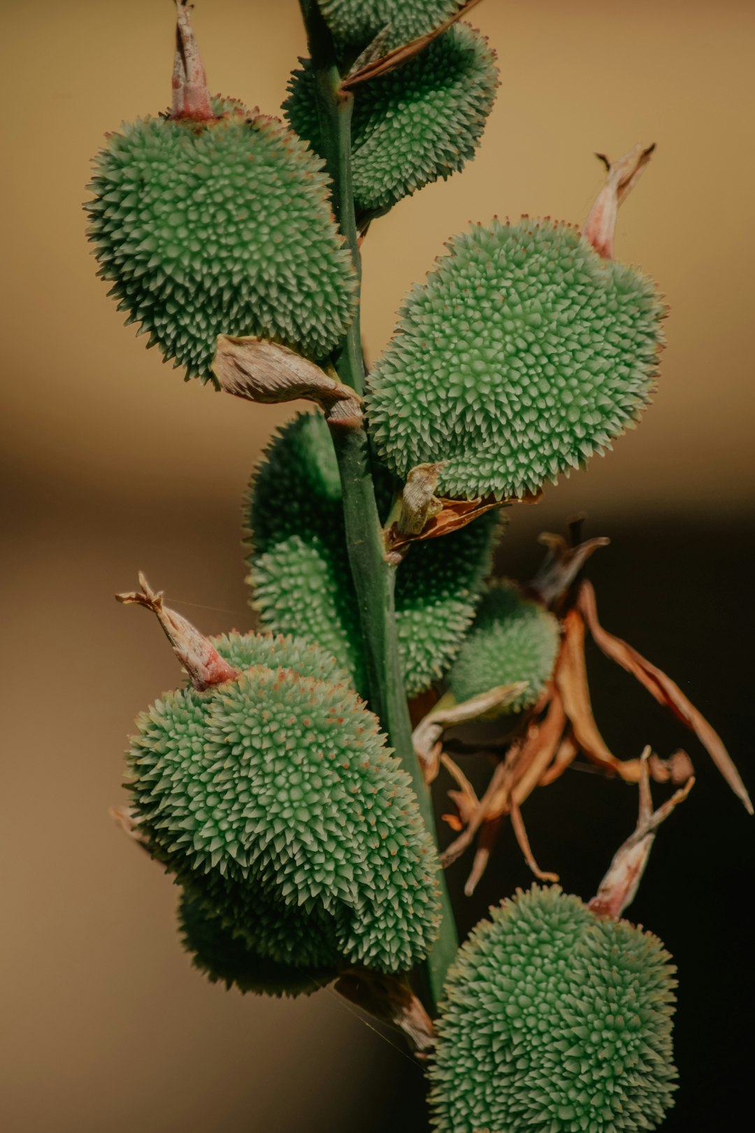 Cacti and Succulents That Thrive on the Edge of Survival
