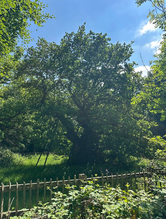 An 800-year-old tree in the UK could be key to saving our planet