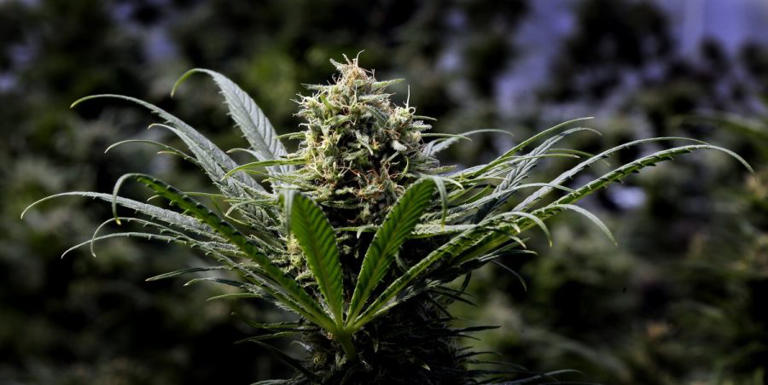Nine smoke shops busted, 64 pounds of illegal THC seized in Harnett ...