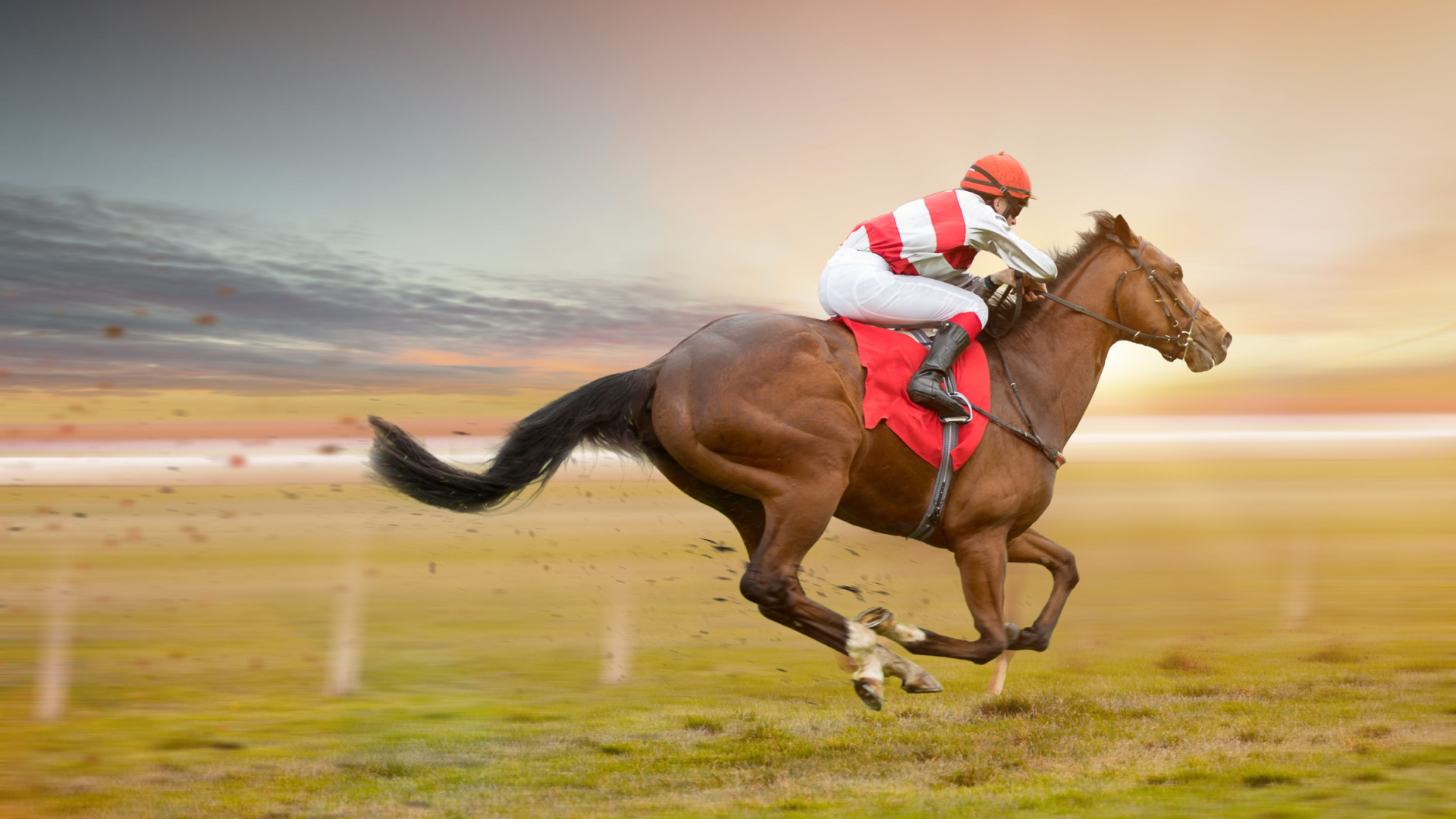 8 Of The Fastest Horse Breeds