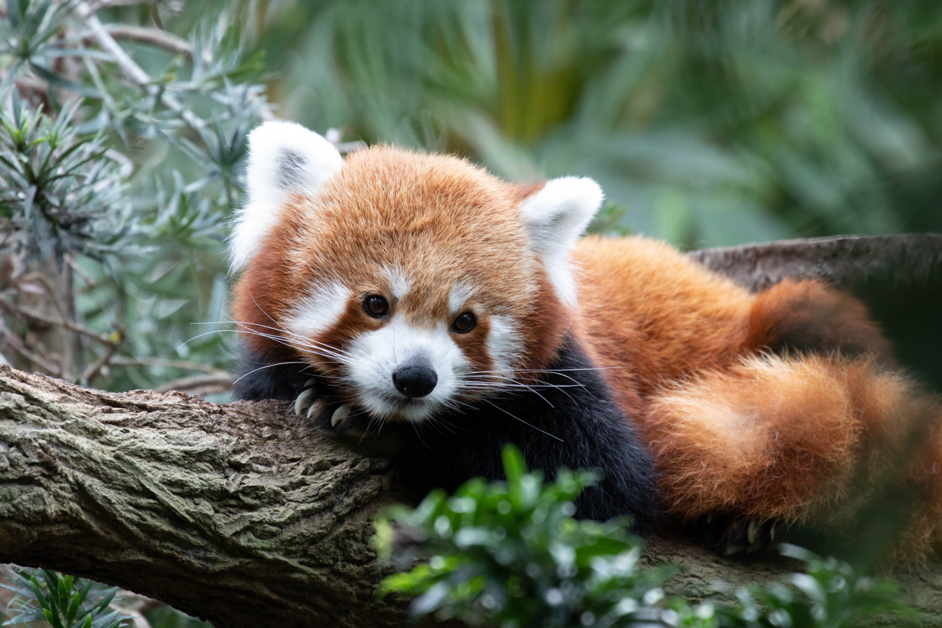 Pequeño, peludo y travieso: conoce al panda rojo