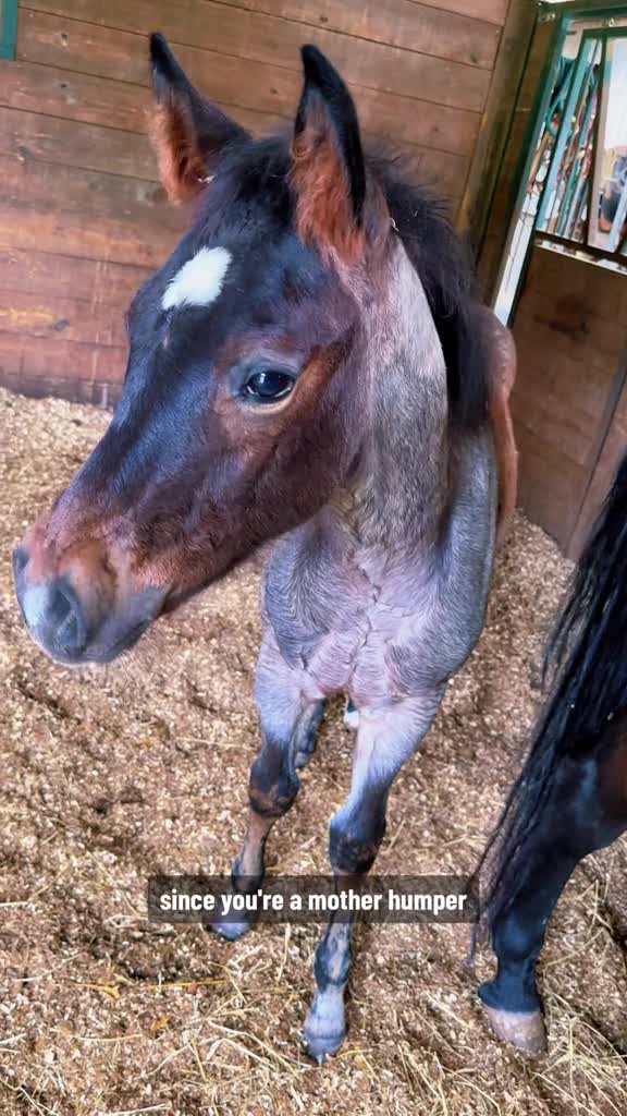Meet My Mischievous Colt: Stall Drama and a Possible Vet Visit
