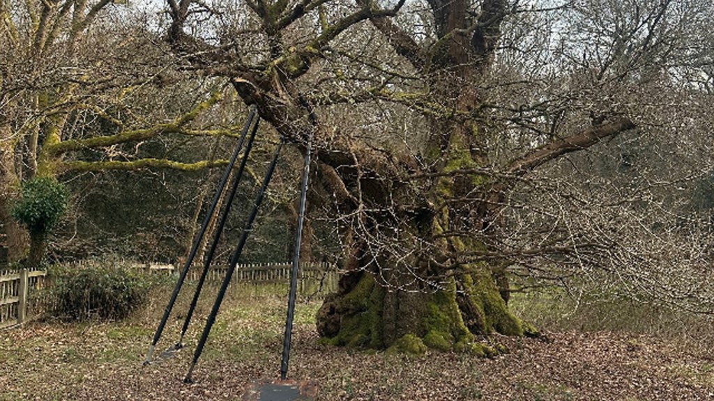 An 800-year-old tree in the UK could be key to saving our planet