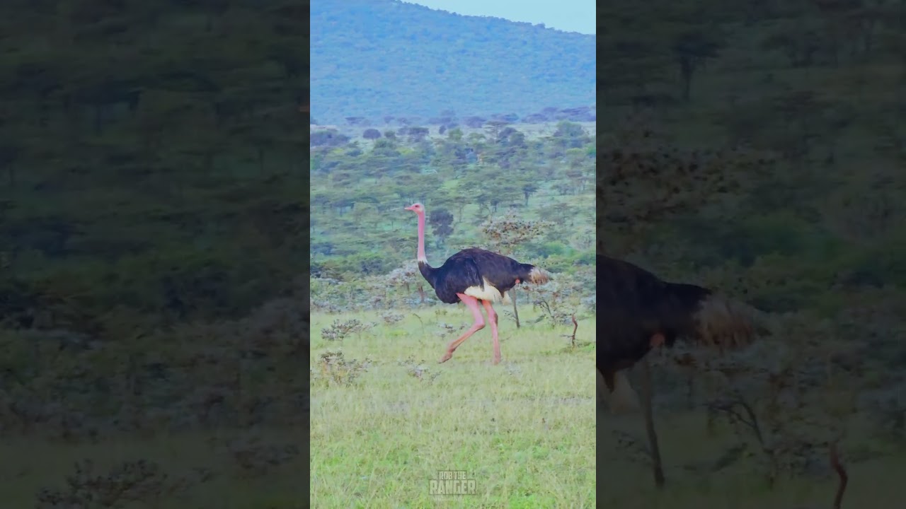 Ostriches have quirky collective nouns, including "wobble"