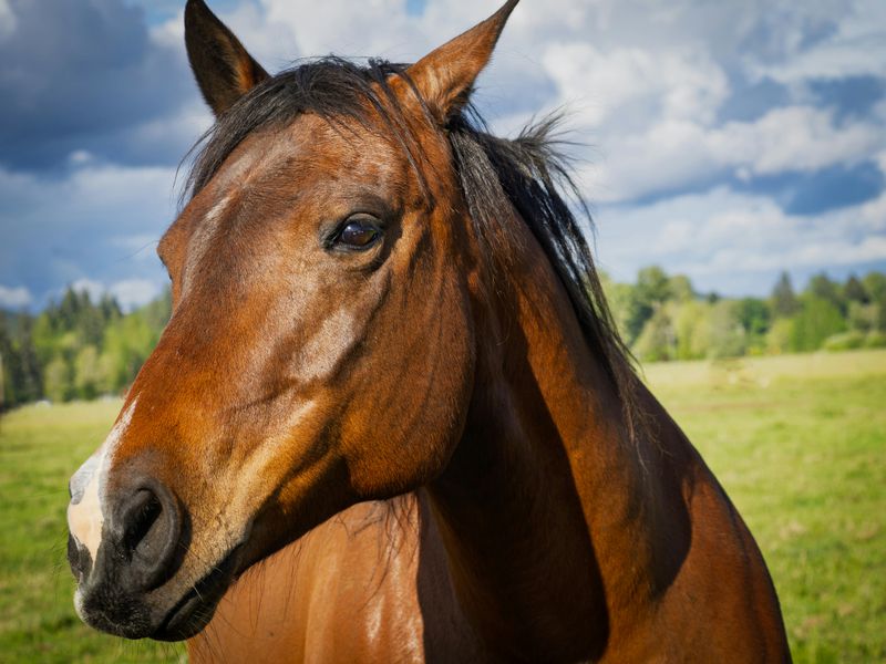 8 Of The Fastest Horse Breeds