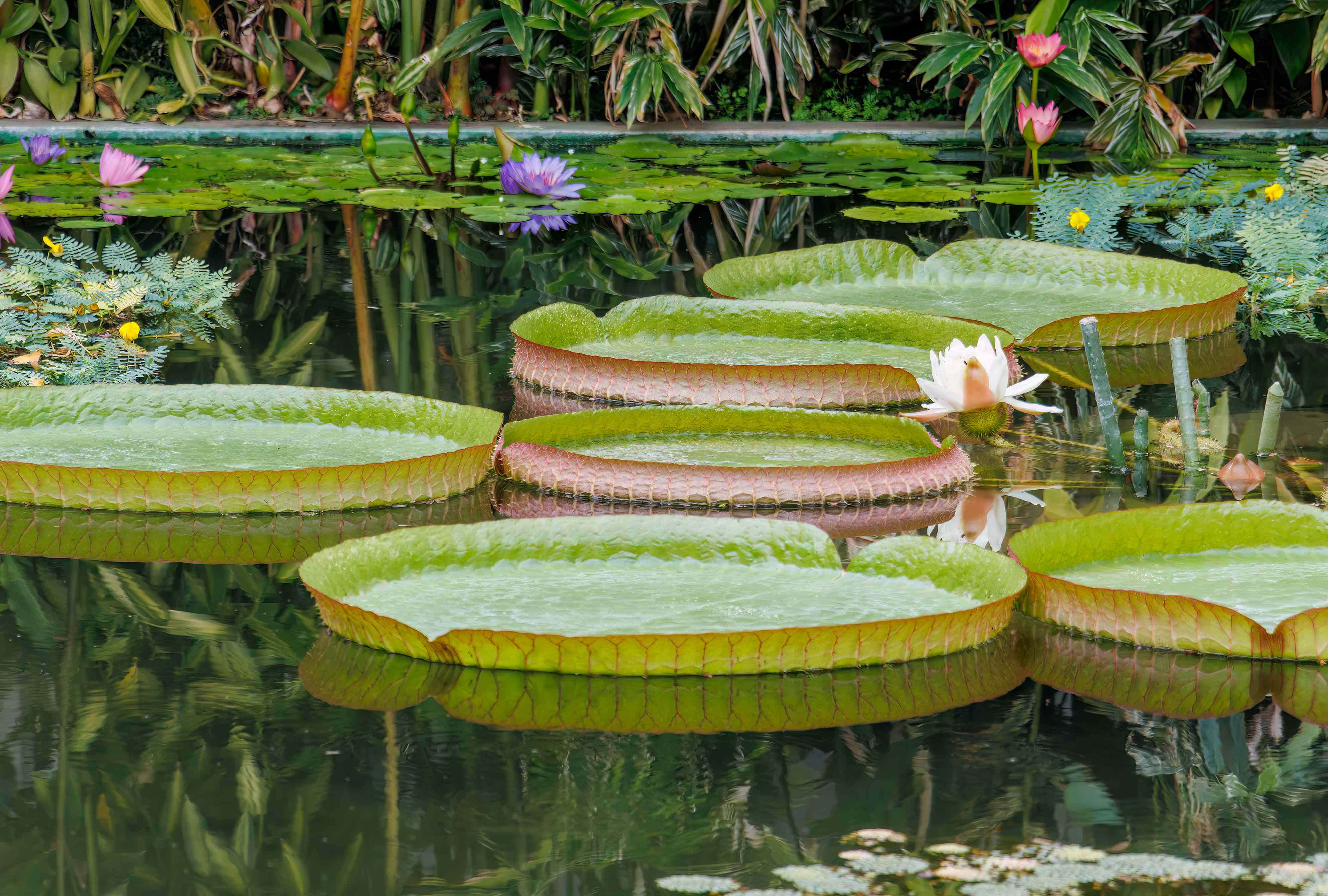 These Record-Breaking Water Lilies Can Hold Nearly 200 Pounds—See the ...