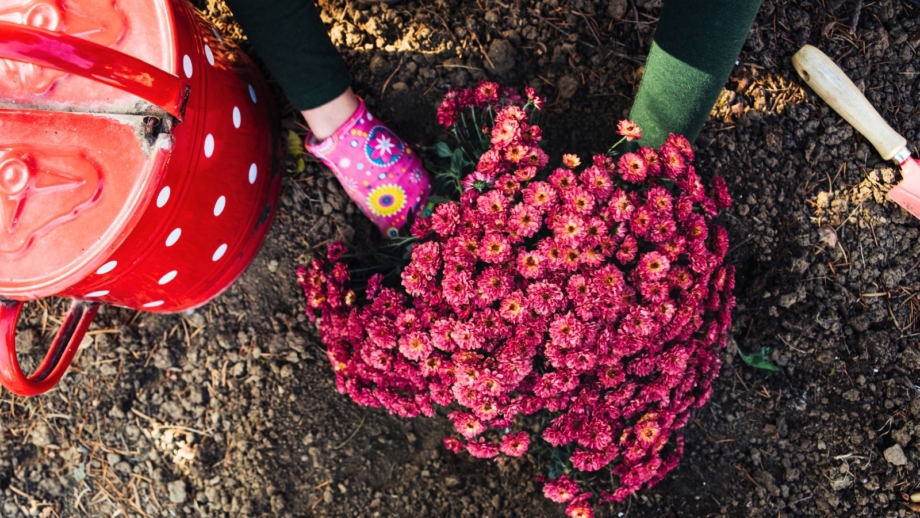 Where to Plant Garden Mums So They Come Back Every Year