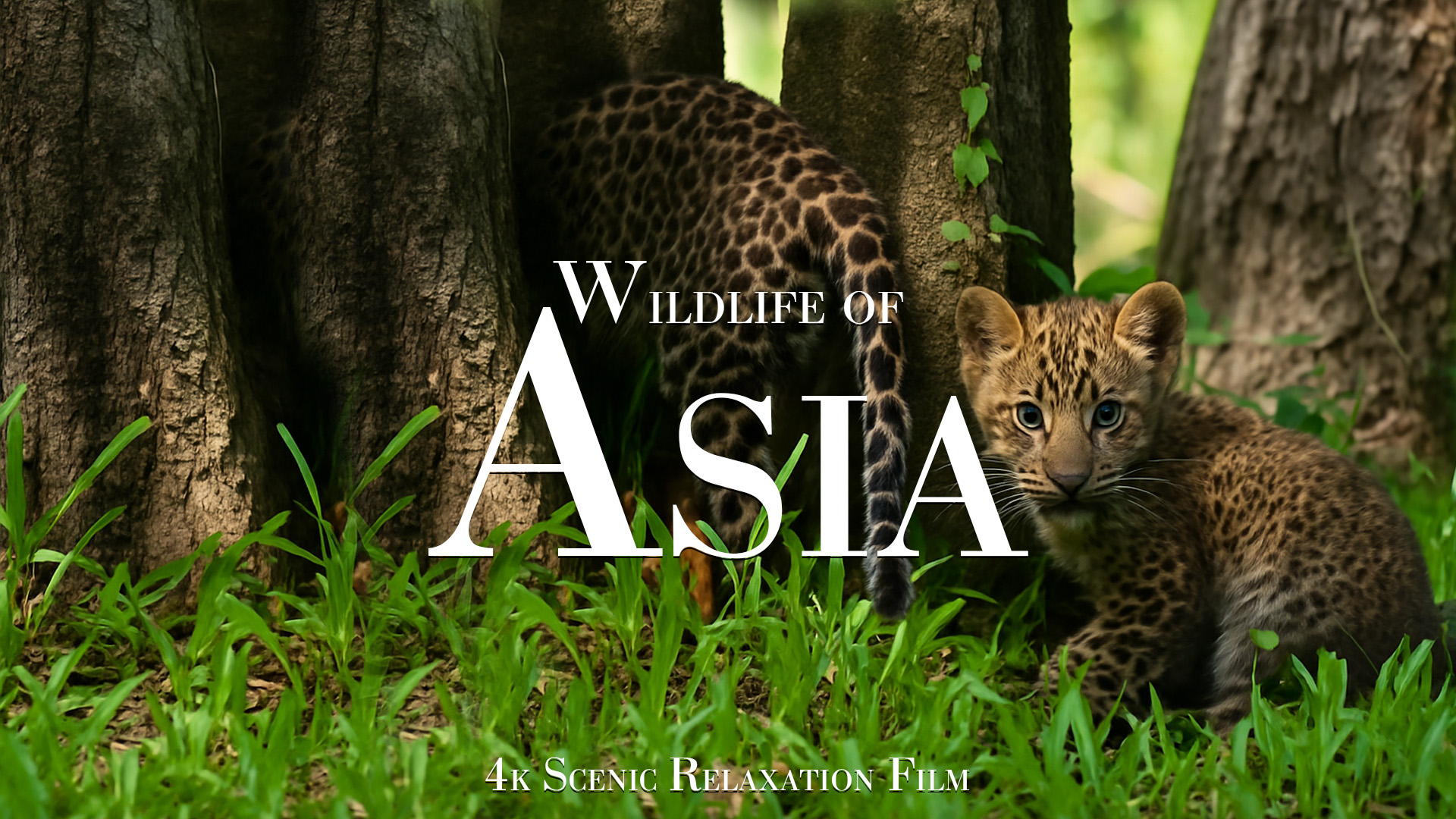 A Quiet Look at Wildlife of Asia – Captured in 4K