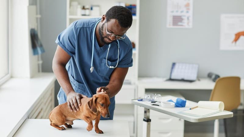 Carprofen for dogs: uses, dosage and side effects
