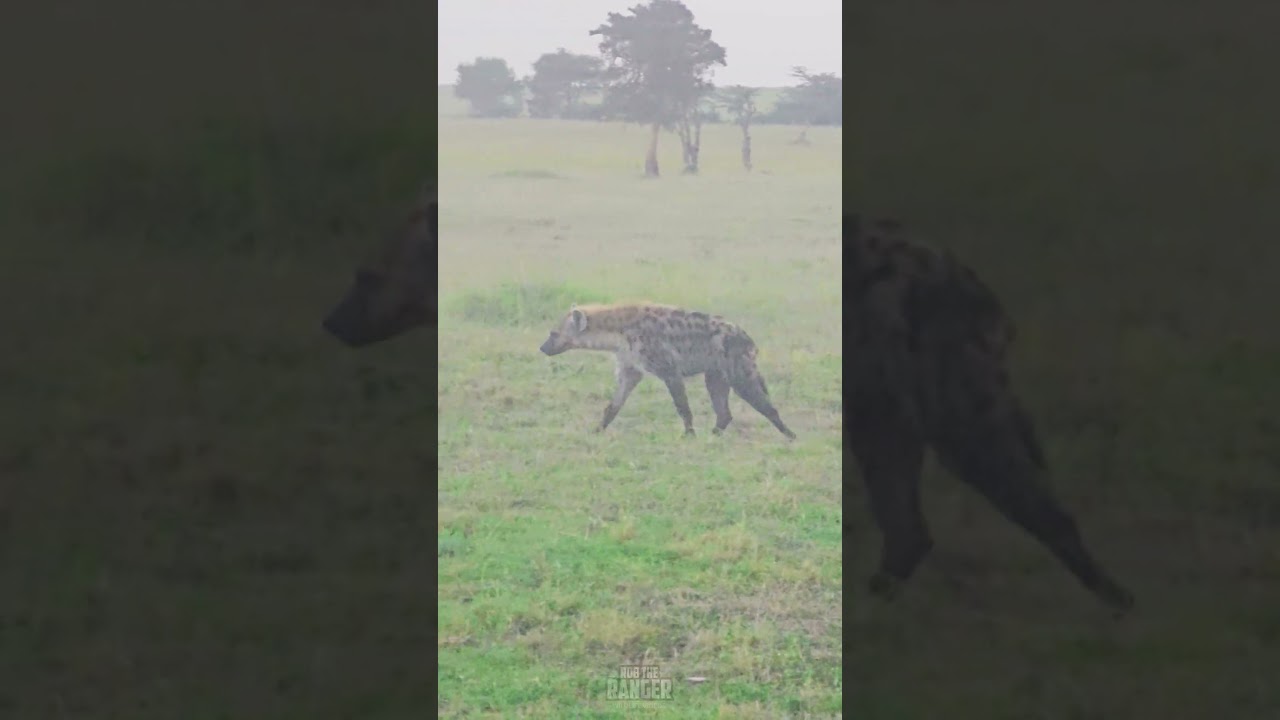 Hyena prowls through mist in mysterious wildlife moment