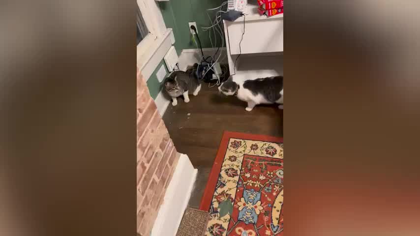 Cat Doesn't Recognize Feline Sibling
