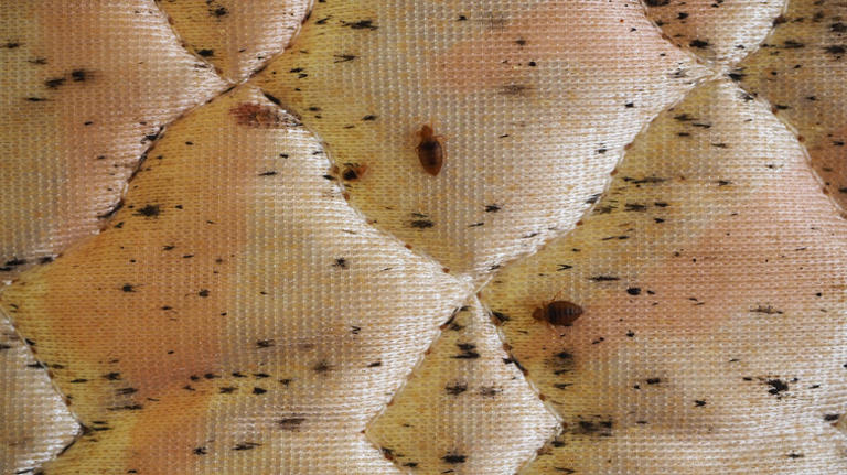 The Shocking Truth About Rust And Your Mattress Will Rust Spread On A Mattress