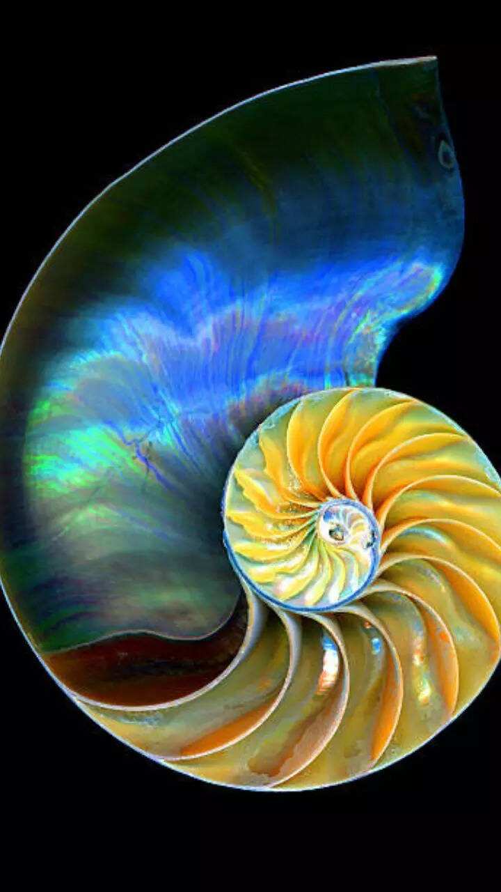 7 Extraordinary creatures that have blue blood -a hidden wonder of ...