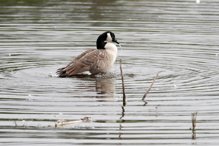 Canada goose hunting season to begin at Laurel Hill State Park ...