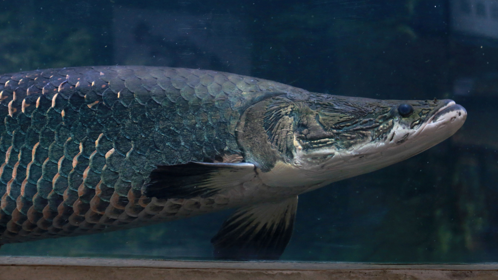 10 Of The Biggest Freshwater Predators