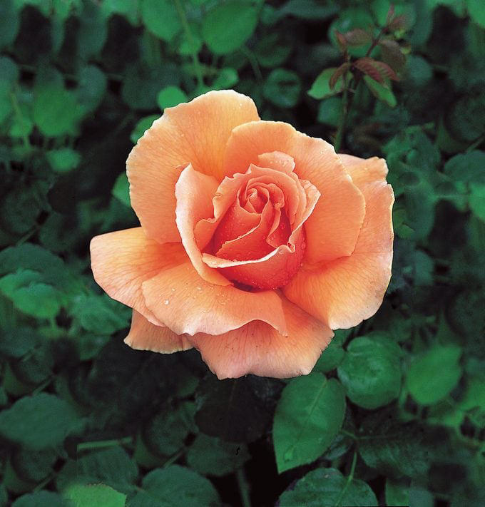 The Best Types of Roses for Every Gardener to Plant
