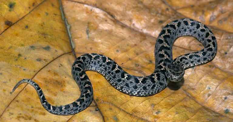 DNA Uncovers 5 Species Hiding in 1 Himalayan Pit Viper Name