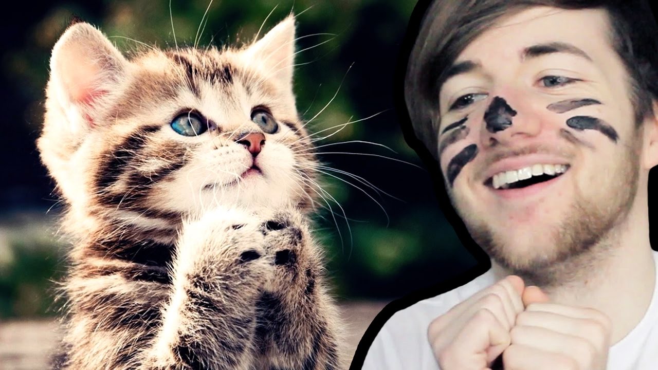 Top 10 Cutest Cats on the Internet