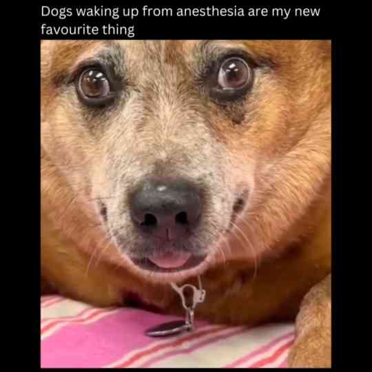 Dogs Waking Up From Anesthesia