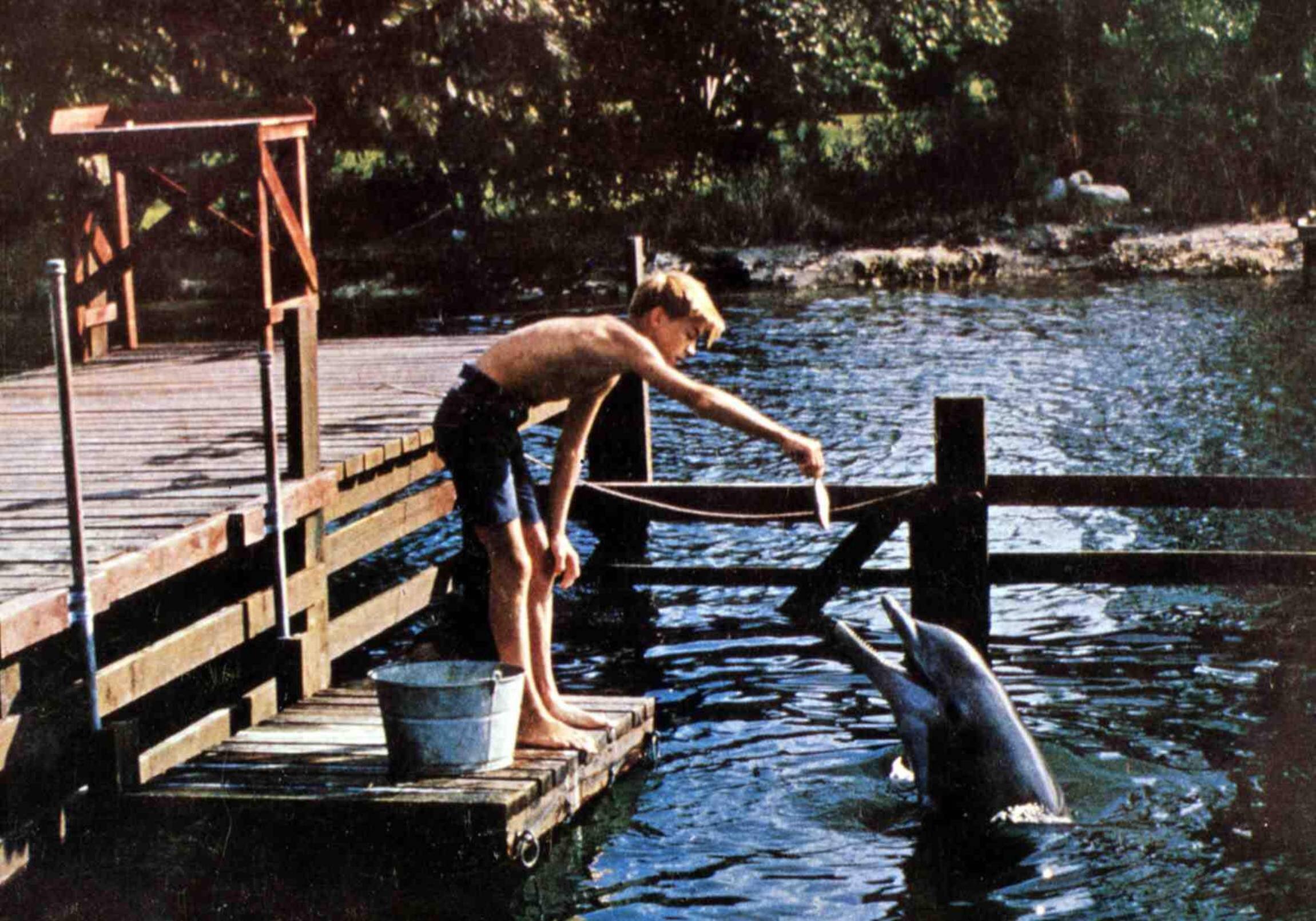 58 Jahre später: So sieht „Flippers“ Freund Sandy Ricks heute aus