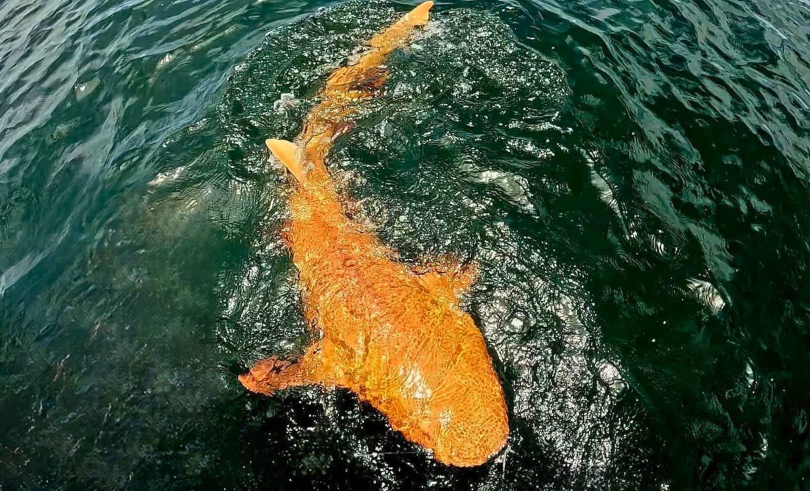 Scientists Just Discovered the First-Ever Orange Shark Deep in ...