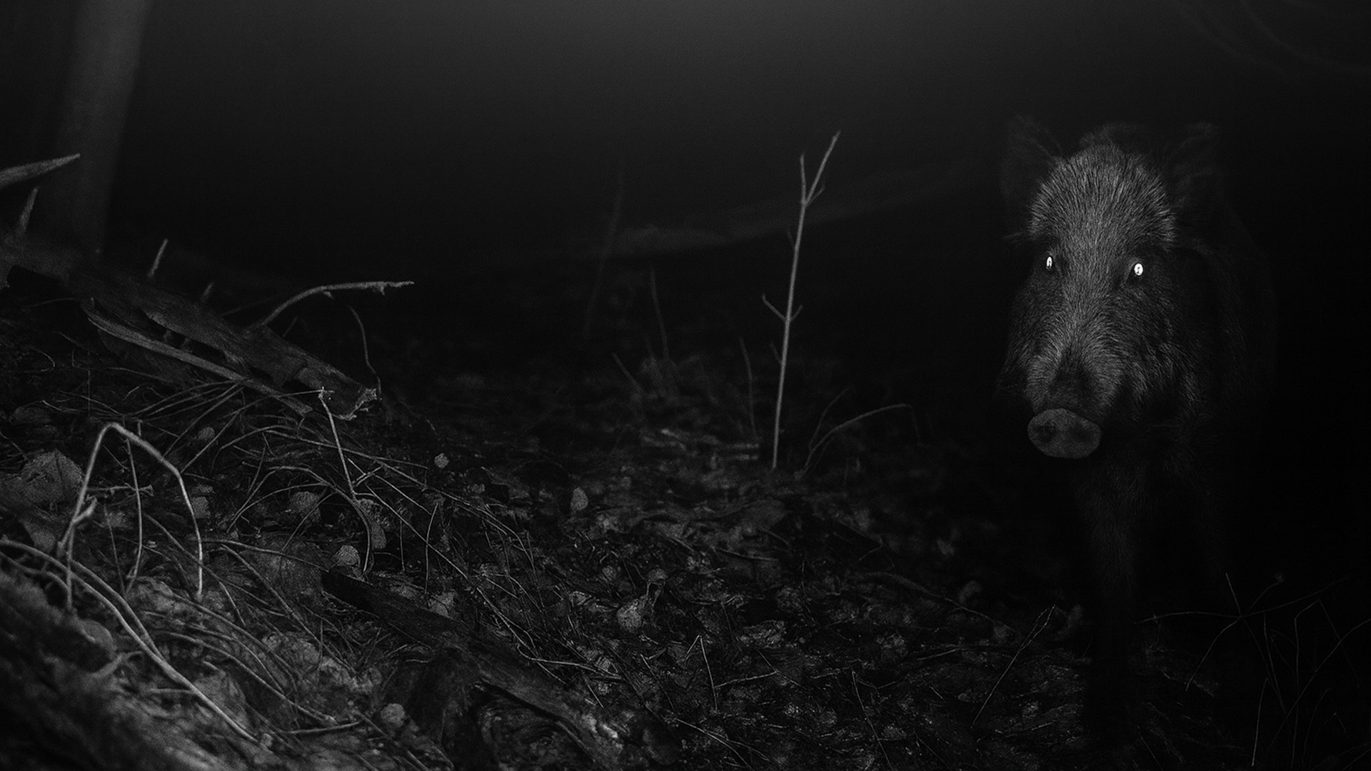 Groep wilde zwijnen vastgelegd door wildcamera