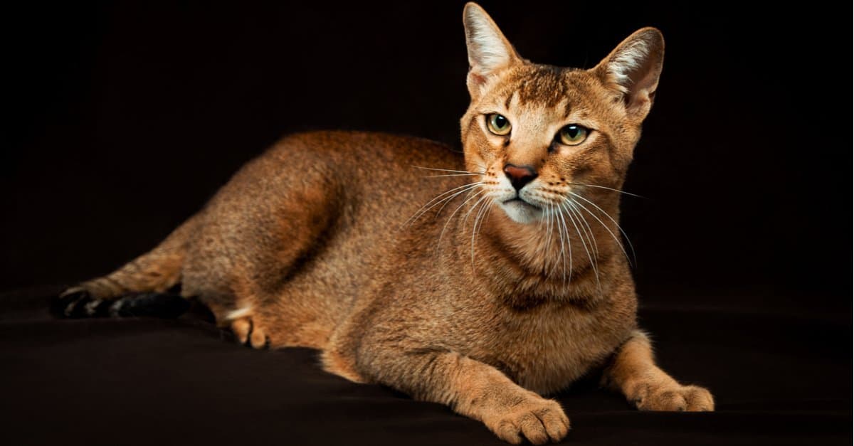 7 Of The Most Exotic Cats You Can Own