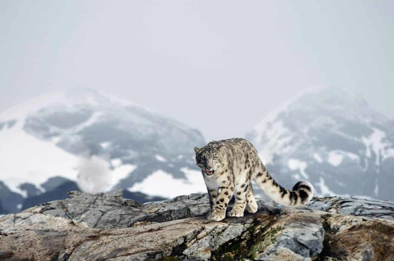 The most elusive wild cats on Earth