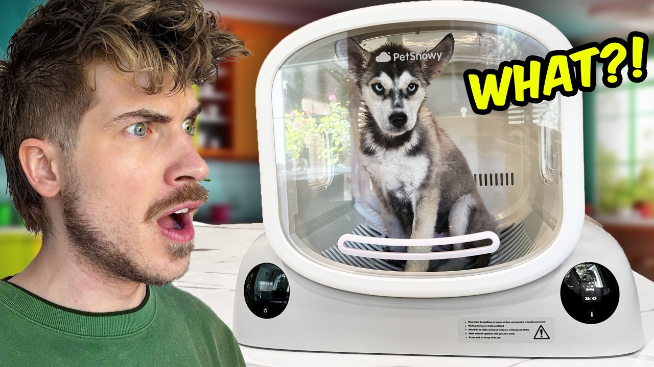 Ten huskies compete in puppy Olympics