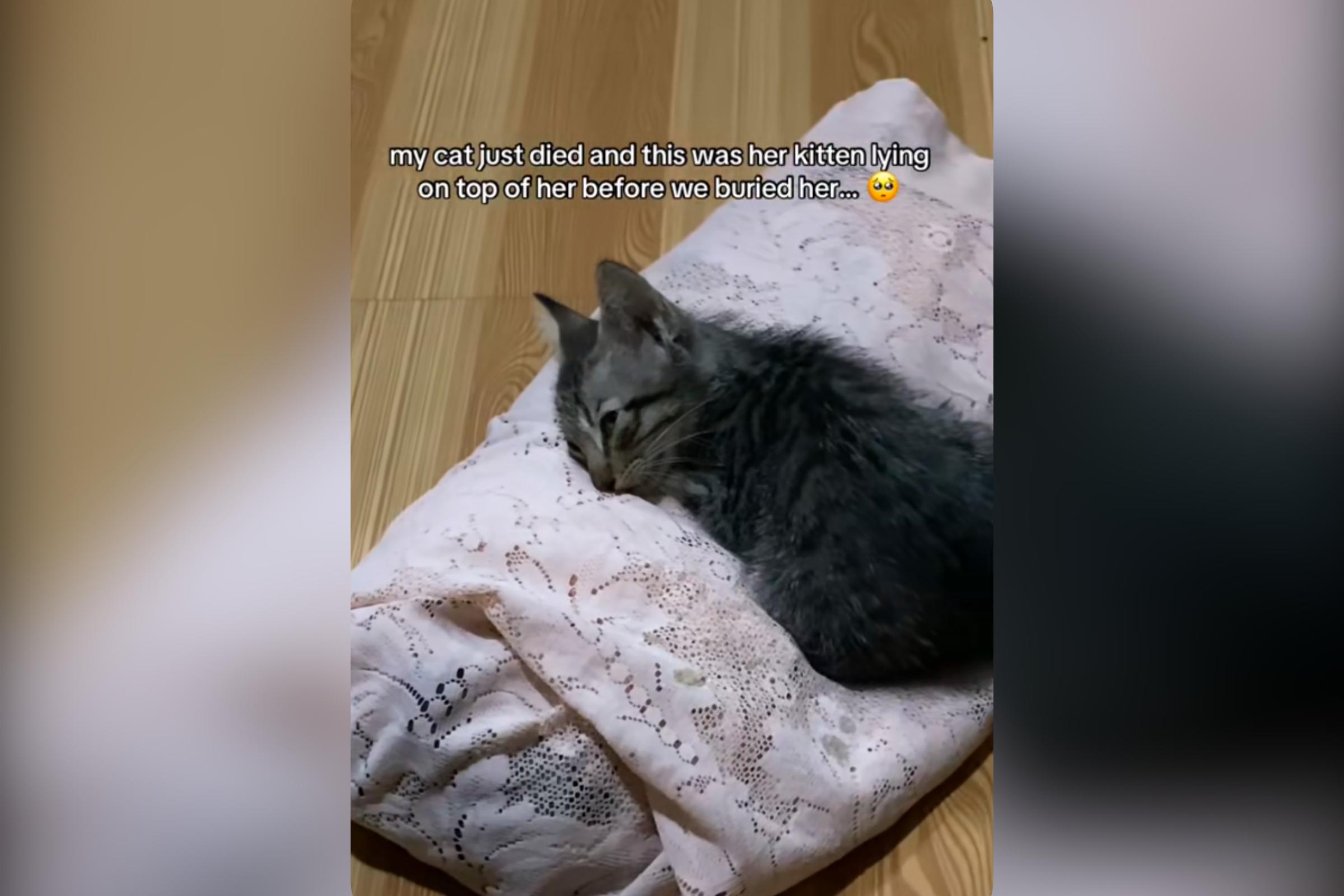 Momma cat passes away suddenly, hearts break over what her kitten does next