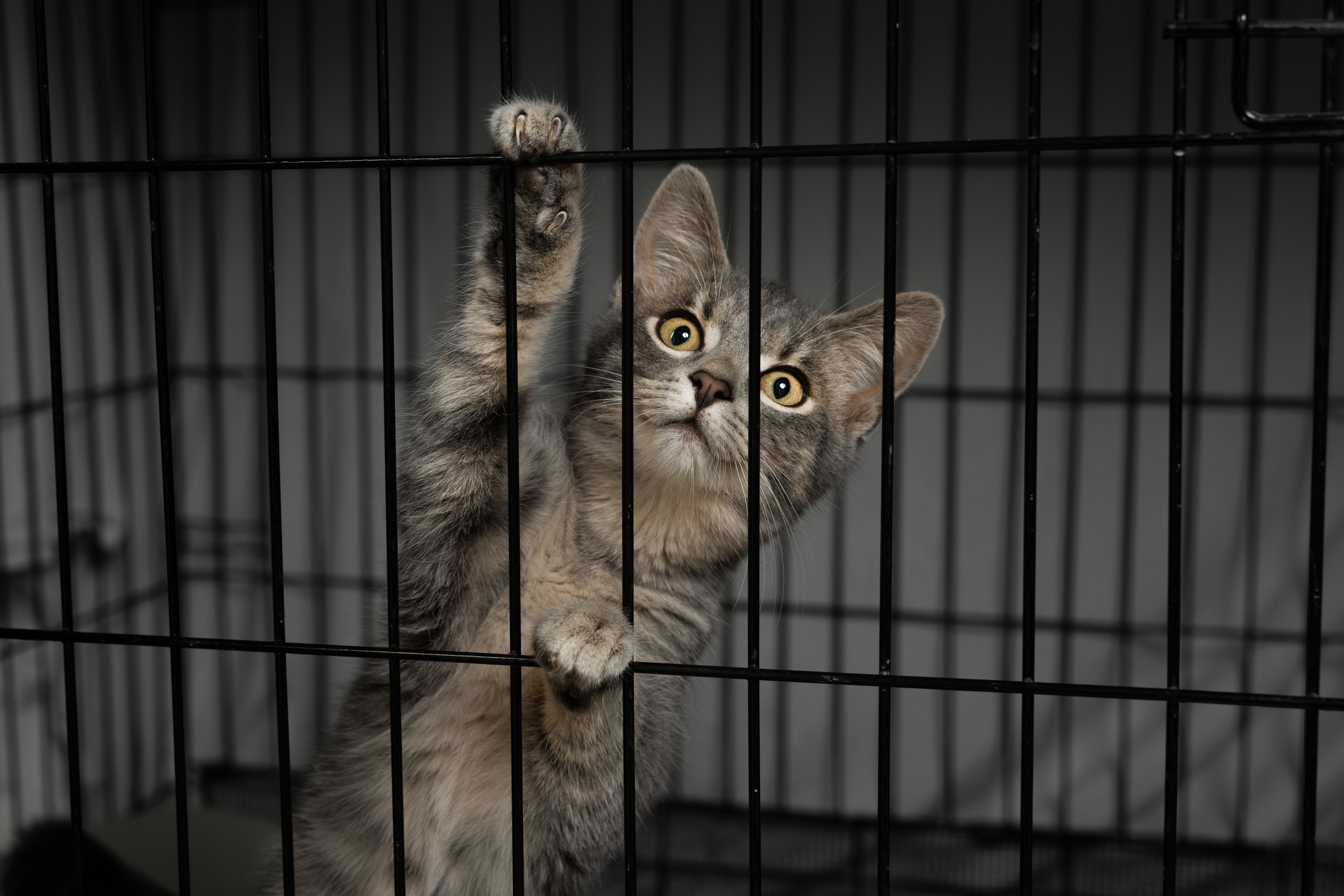 Kitten keeps escaping cage while owners are away—then they film it