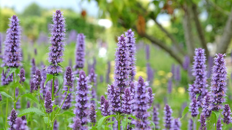 How to grow hummingbird mint in pots – expert advice for a fuss-free ...