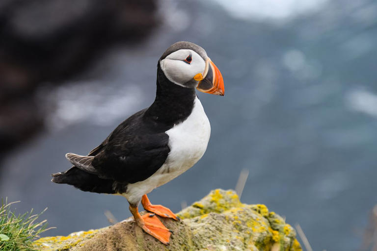 People Are Throwing Baby Puffins Off Cliffs In Iceland Again – But Why?