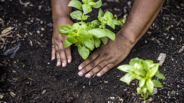 Potting Soil Vs Garden Soil: What's The Difference? (Plus, How To ...