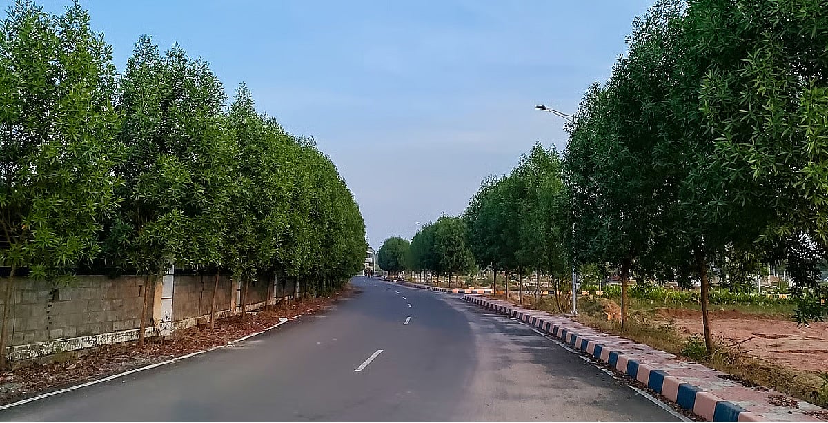 SC-mandated central panel seeks nationwide ban on 'green desert ...