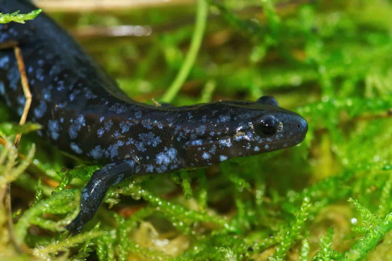 Walking on ice: How blue-spotted salamanders defy freezing death