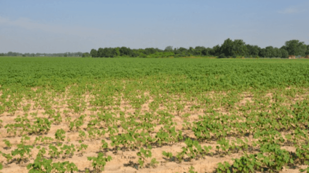 Destructive nematodes quietly invading cotton fields in southwestern ...