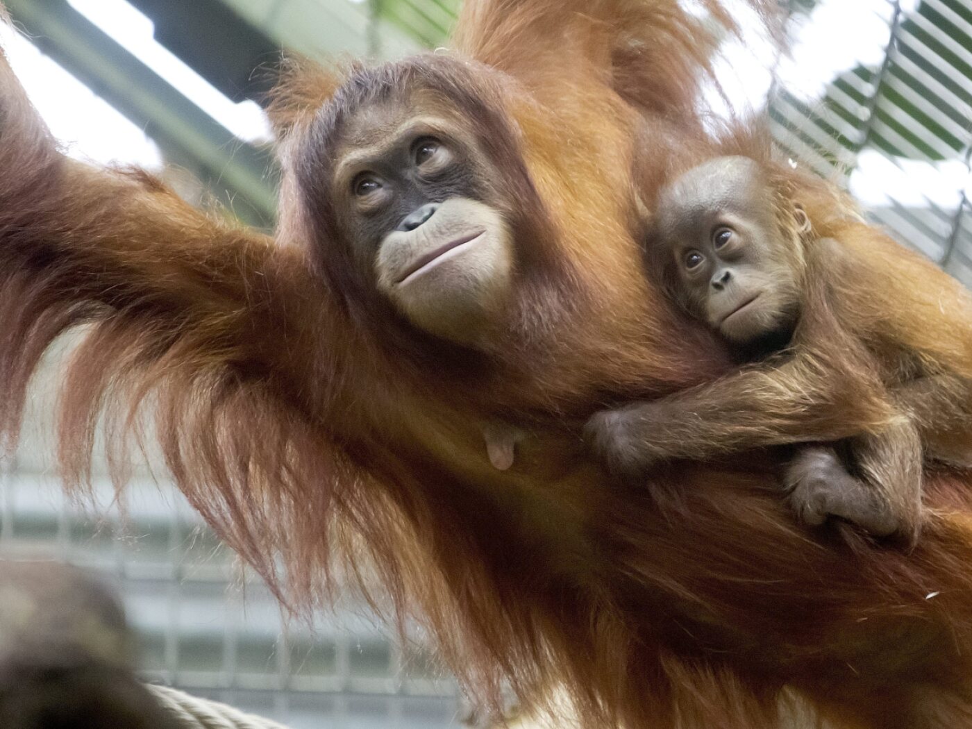 Forschungsteam untersucht Stoffwechsel von Orang-Utans