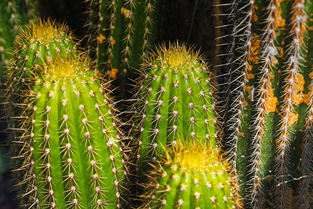Cacti and Succulents That Thrive on the Edge of Survival