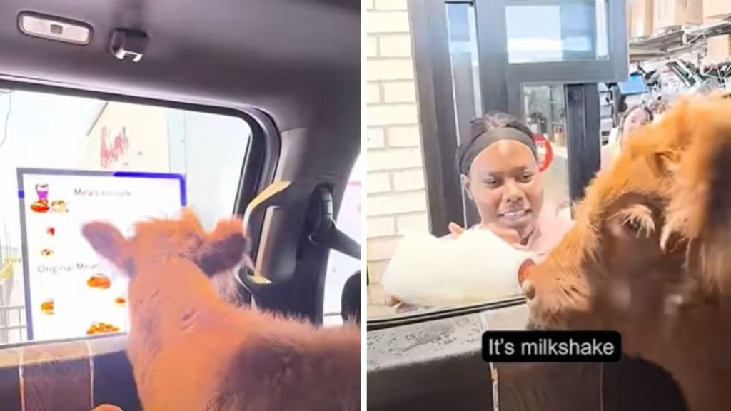 Chick-fil-A Workers Get Adorable Surprise When Mini Cow Shows Up In ...