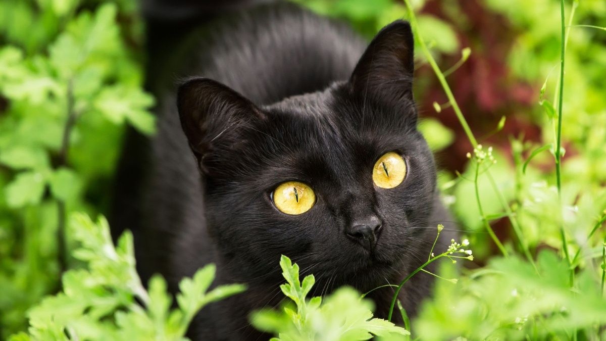 15 simple actions that your cat values more than you think and ...