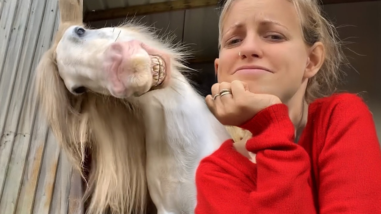 Funny horse and human moments everyone should see