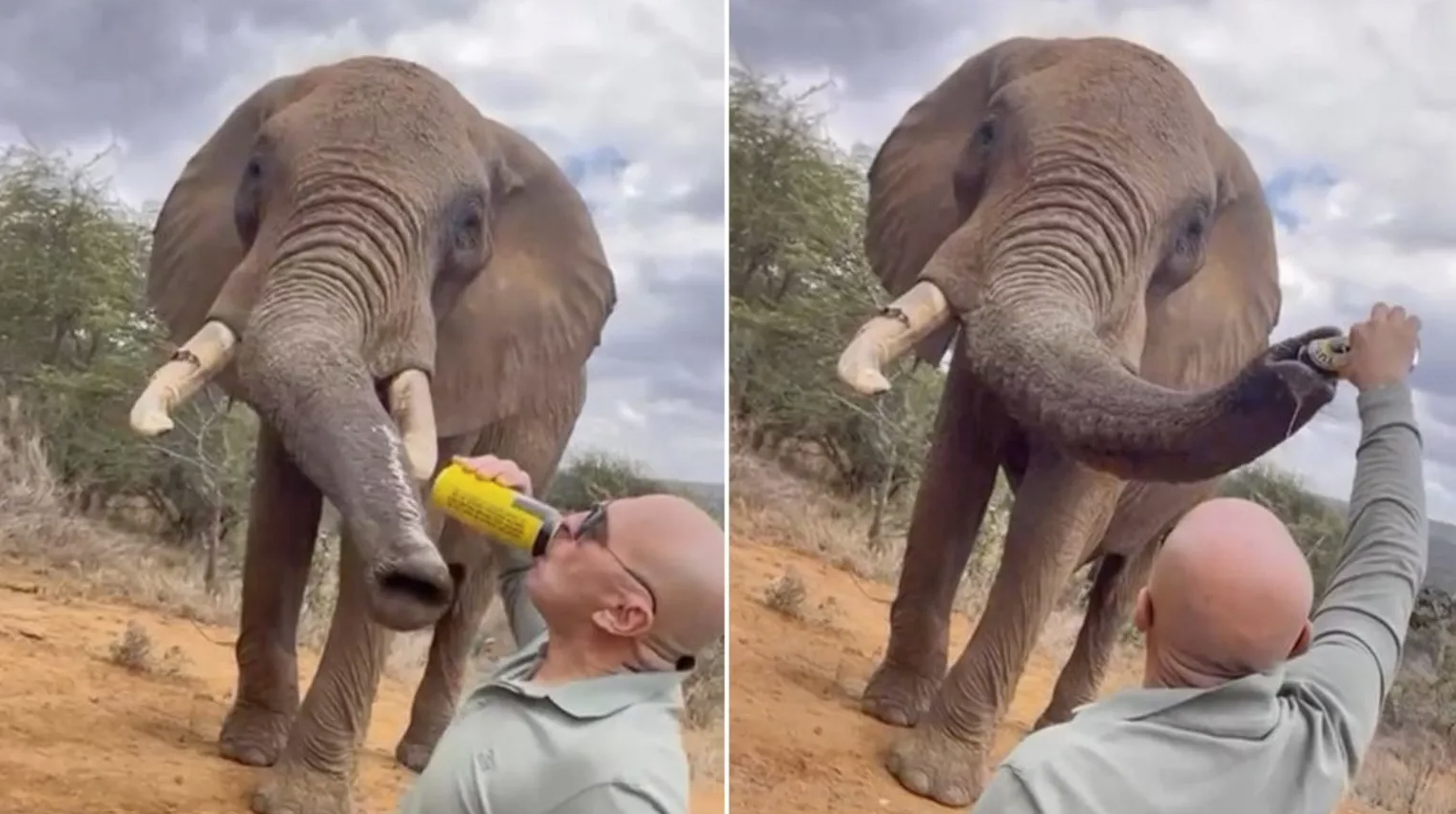 Woede in Kenia om toerist die bier giet in slurf van olifant