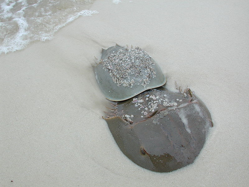 10 Animals Considered “Living Fossils”