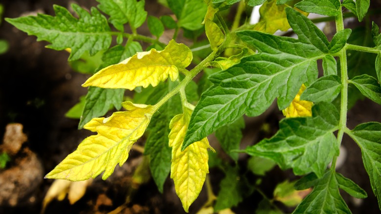 Why Soil Acidity Matters And How To Fix Imbalances
