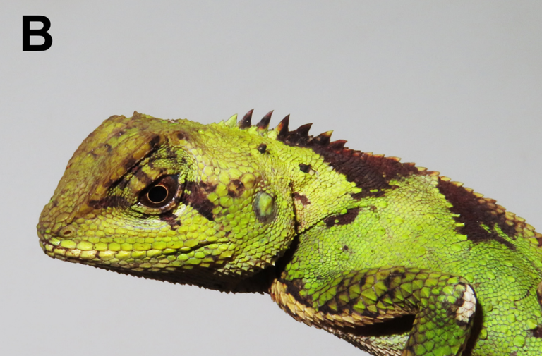 ‘Long'-armed creature with row of ‘dagger-like' spines discovered as ...