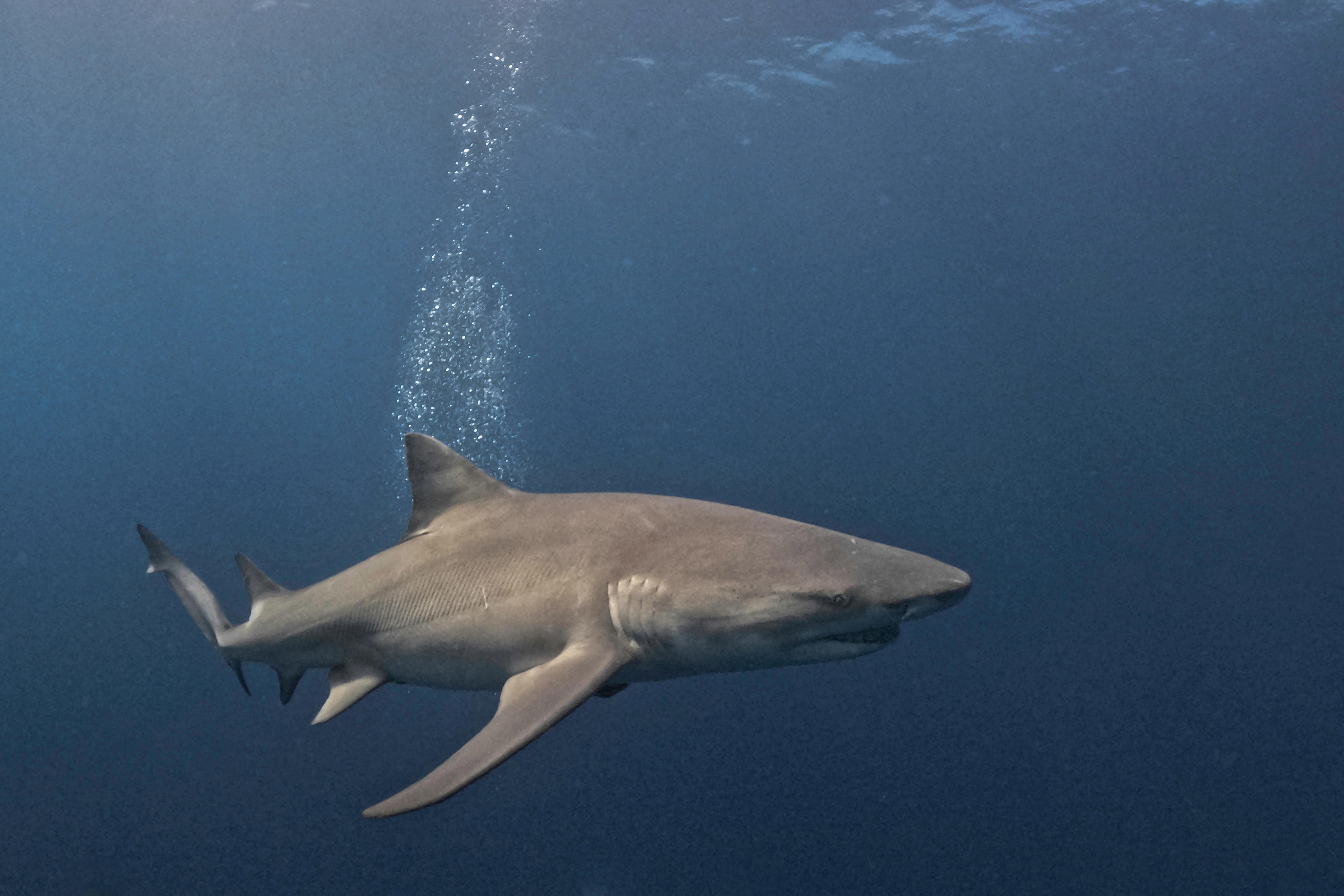 American boy injured in shark attack while swimming in the Bahamas