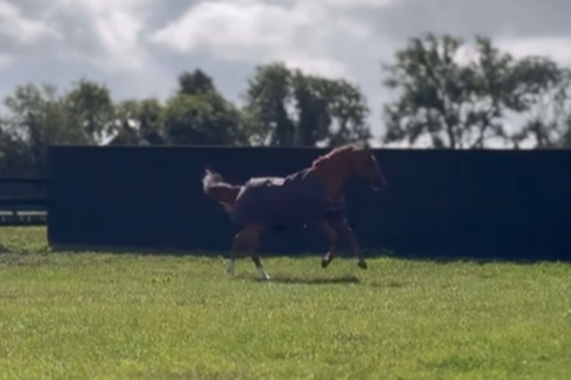 Gordon Elliott's stable star shows off his dancing moves after victory
