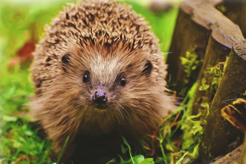 Unusual Small Pets That Might Steal Your Heart